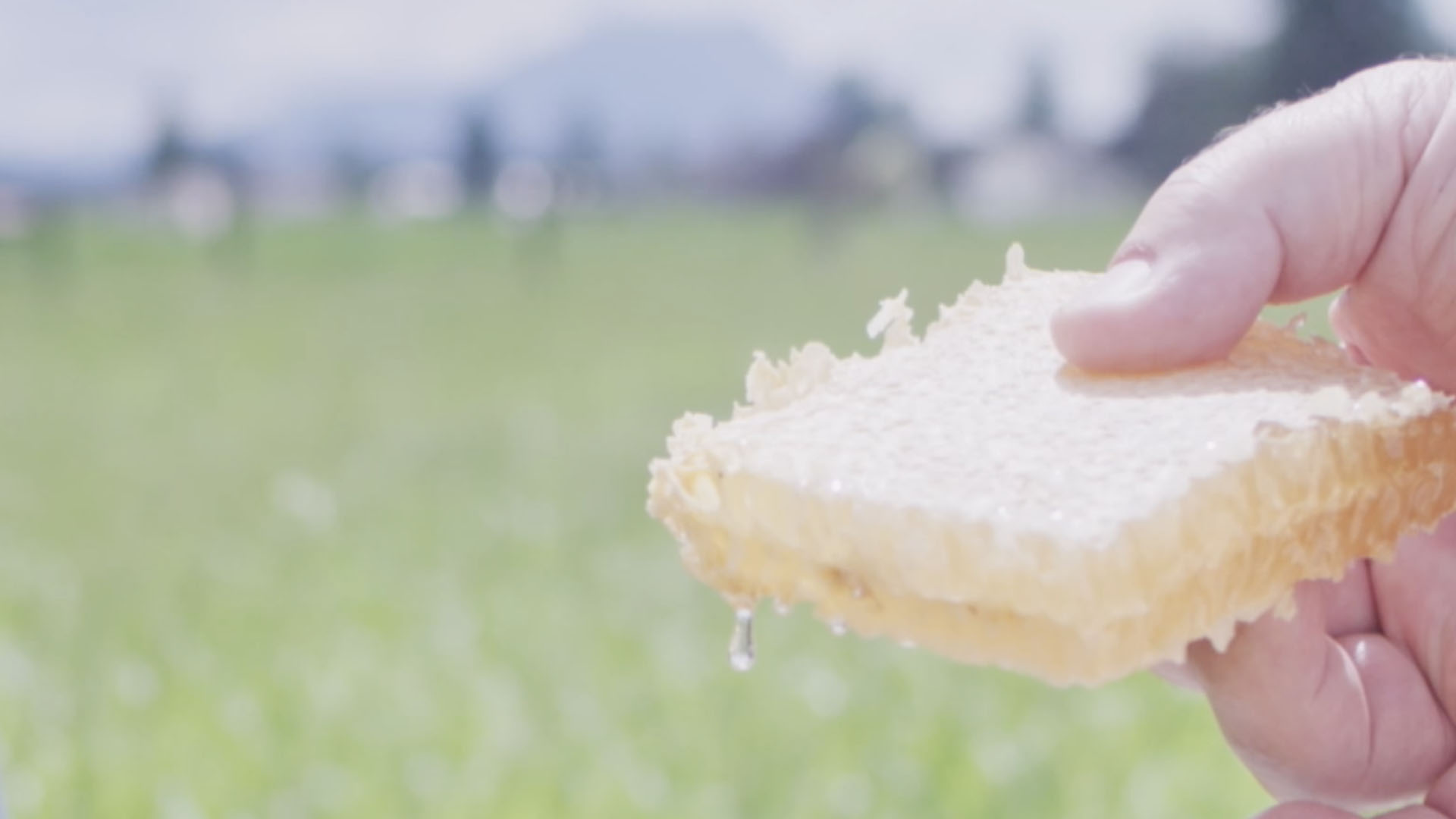 True Honey Authenticity – Protecting the honey industry from ...